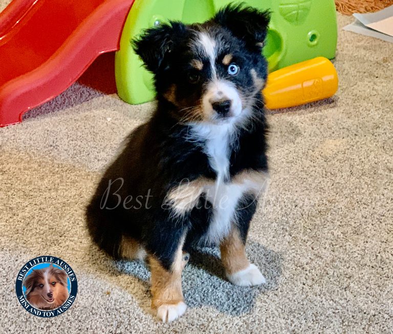 Colors and Coat Patterns - Best Little Aussies - Find the Best Little ...