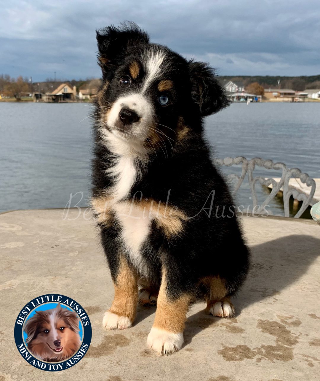 Colors and Coat Patterns - Best Little Aussies - Find the Best Little ...